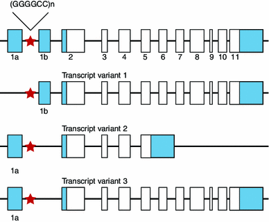 The C9ORF72 expansion mutation: gene structure, phenotypic and ...