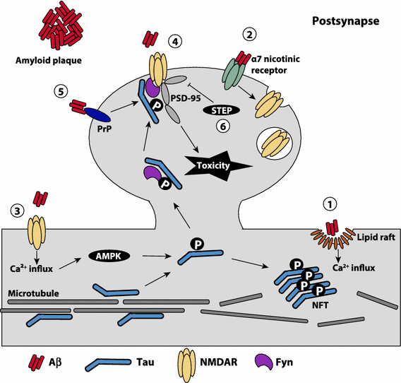 Tau aggregation and its interplay with amyloid-β | SpringerLink