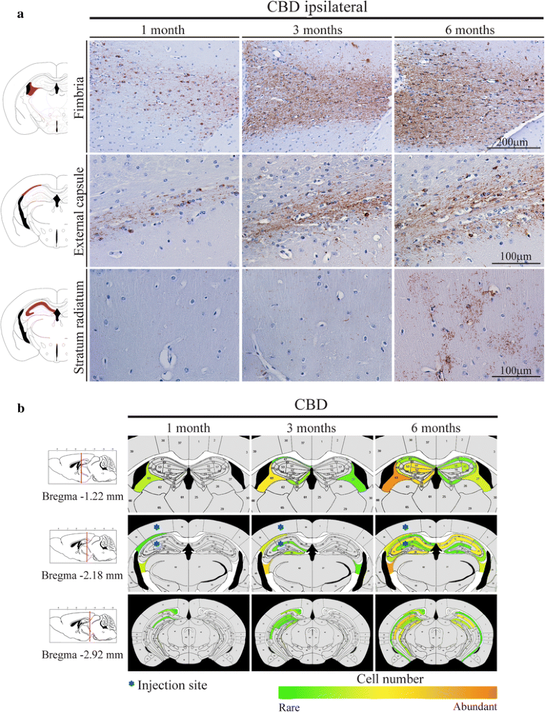 Differential induction and spread of tau pathology in young PS19 tau ...