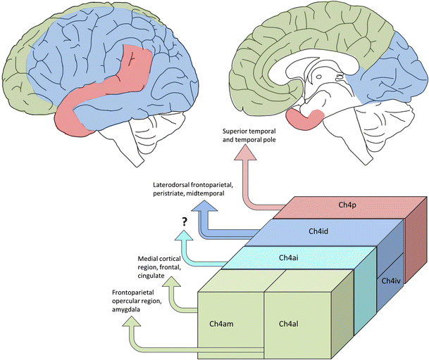 Nucleus basalis of Meynert revisited: anatomy, history and differential ...
