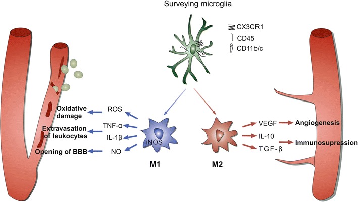 Microglia–blood vessel interactions: a double-edged sword in brain pathologies | SpringerLink