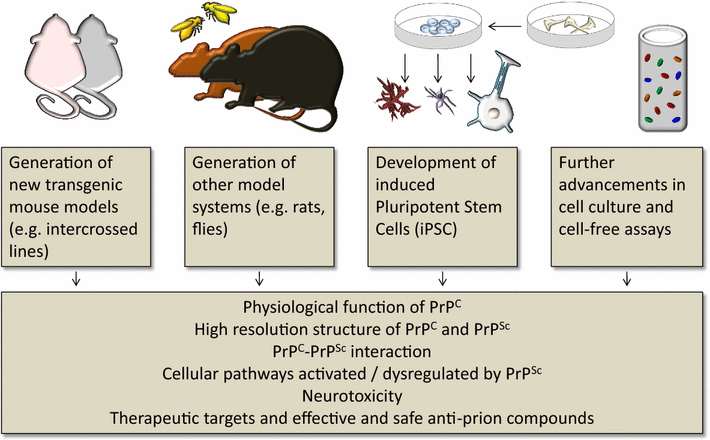 Prion disease: experimental models and reality | SpringerLink