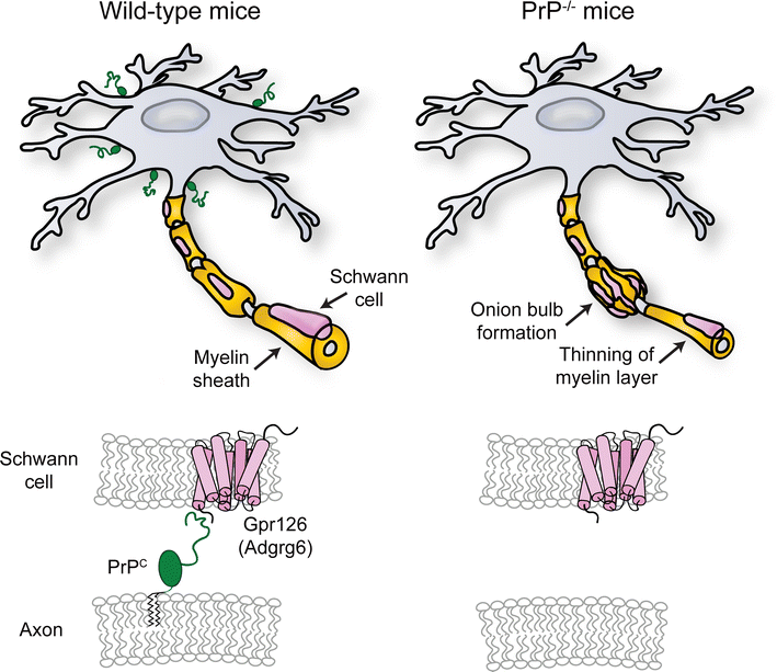 The function of the cellular prion protein in health and disease ...