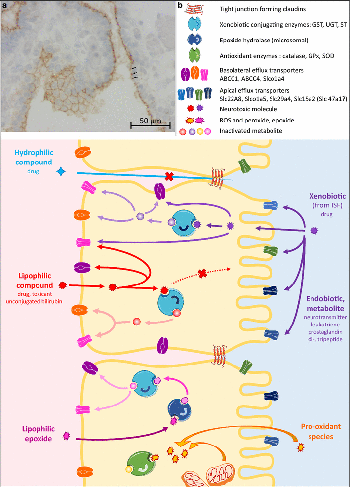 Molecular anatomy and functions of the choroidal blood-cerebrospinal ...