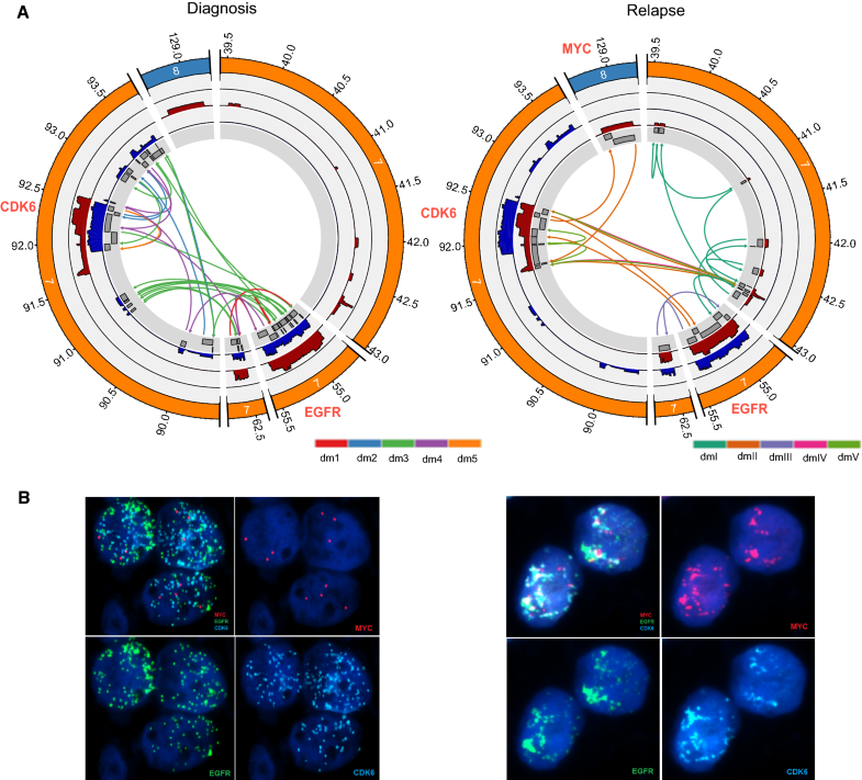 Structure and evolution of double minutes in diagnosis and relapse ...