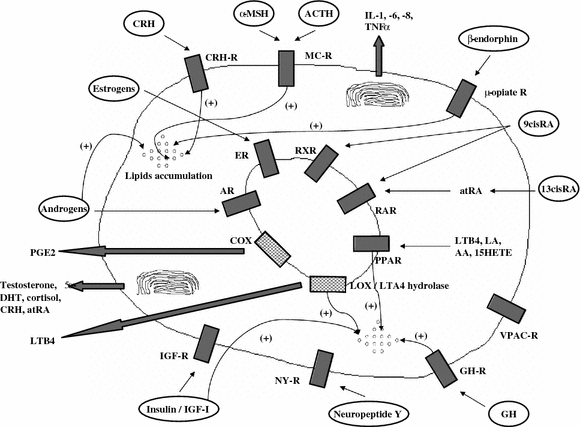 The sebocyte culture: a model to study the pathophysiology of the ...