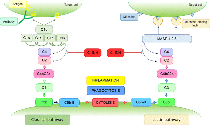 The role of complement components C1q, MBL and C1 inhibitor in ...
