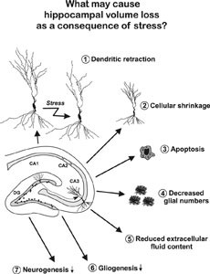 What causes the hippocampal volume decrease in depression? | SpringerLink