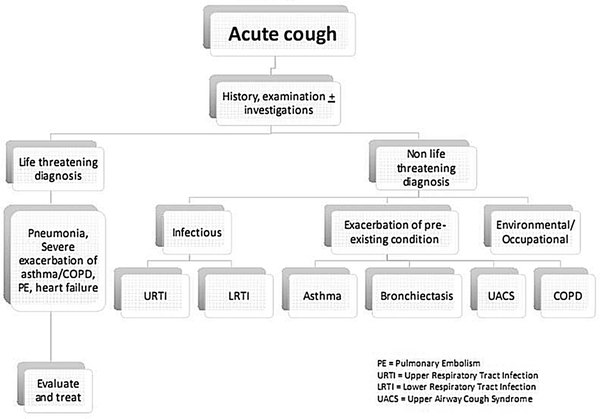 Clinical Approach to Acute Cough | SpringerLink