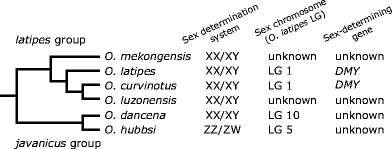 Evolution of ZZ/ZW and XX/XY sex-determination systems in the closely ...