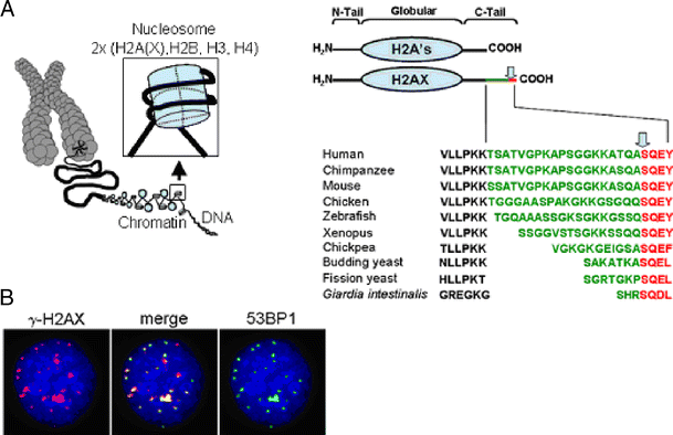 H2AX: functional roles and potential applications | SpringerLink