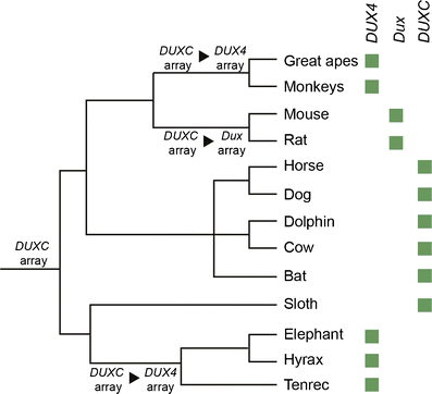 Evolution of DUX gene macrosatellites in placental mammals | SpringerLink