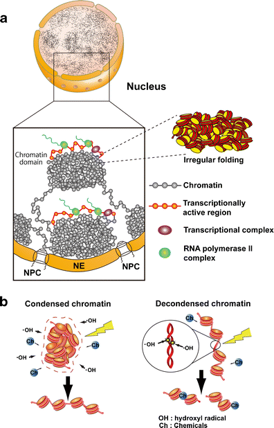 Chromatin as dynamic 10-nm fibers | SpringerLink