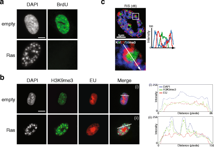 Chromatin maintenance and dynamics in senescence: a spotlight on SAHF ...