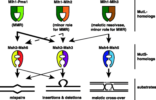 New insights into the mechanism of DNA mismatch repair | SpringerLink