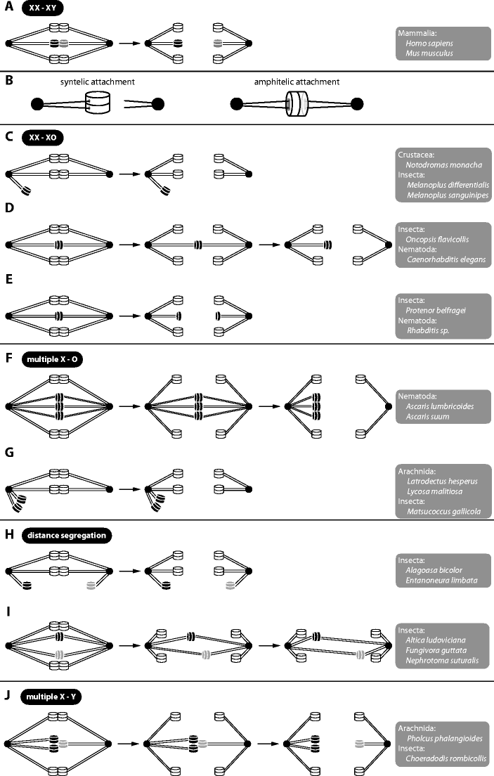 Back to the roots: segregation of univalent sex chromosomes in meiosis ...