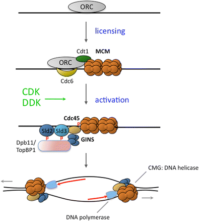 DNA replication stress: from molecular mechanisms to human disease ...