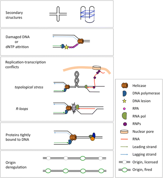 DNA replication stress: from molecular mechanisms to human disease ...