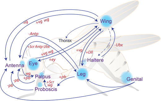 The legacy of Drosophila imaginal discs | SpringerLink