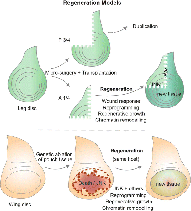 The legacy of Drosophila imaginal discs | SpringerLink