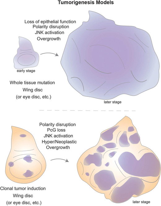 The legacy of Drosophila imaginal discs | SpringerLink