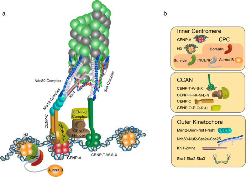 Kinetochore assembly and function through the cell cycle | SpringerLink