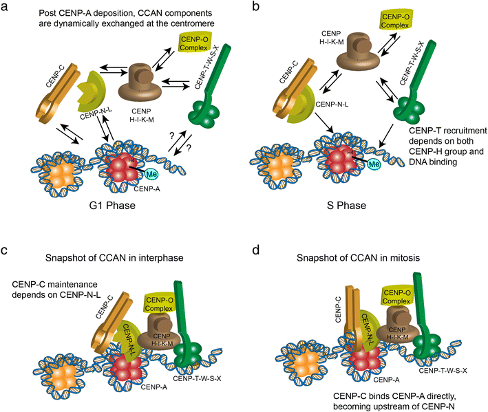 Kinetochore assembly and function through the cell cycle | SpringerLink