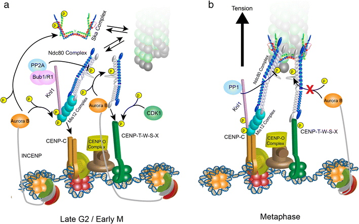 Kinetochore assembly and function through the cell cycle | SpringerLink
