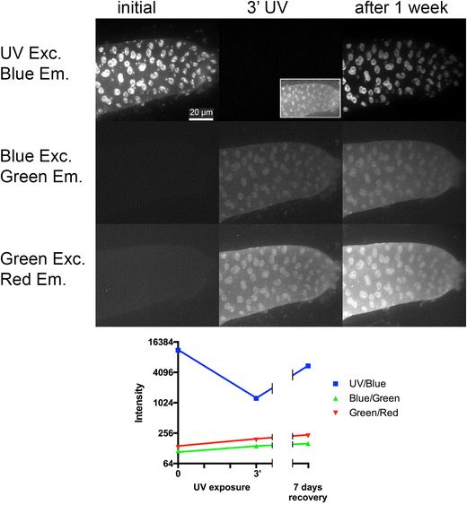 Photoconversion of DAPI and Hoechst dyes to green and red-emitting forms after exposure to UV ...