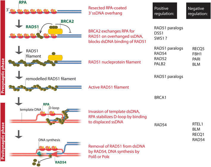 Main steps in DNA double-strand break repair: an introduction to ...