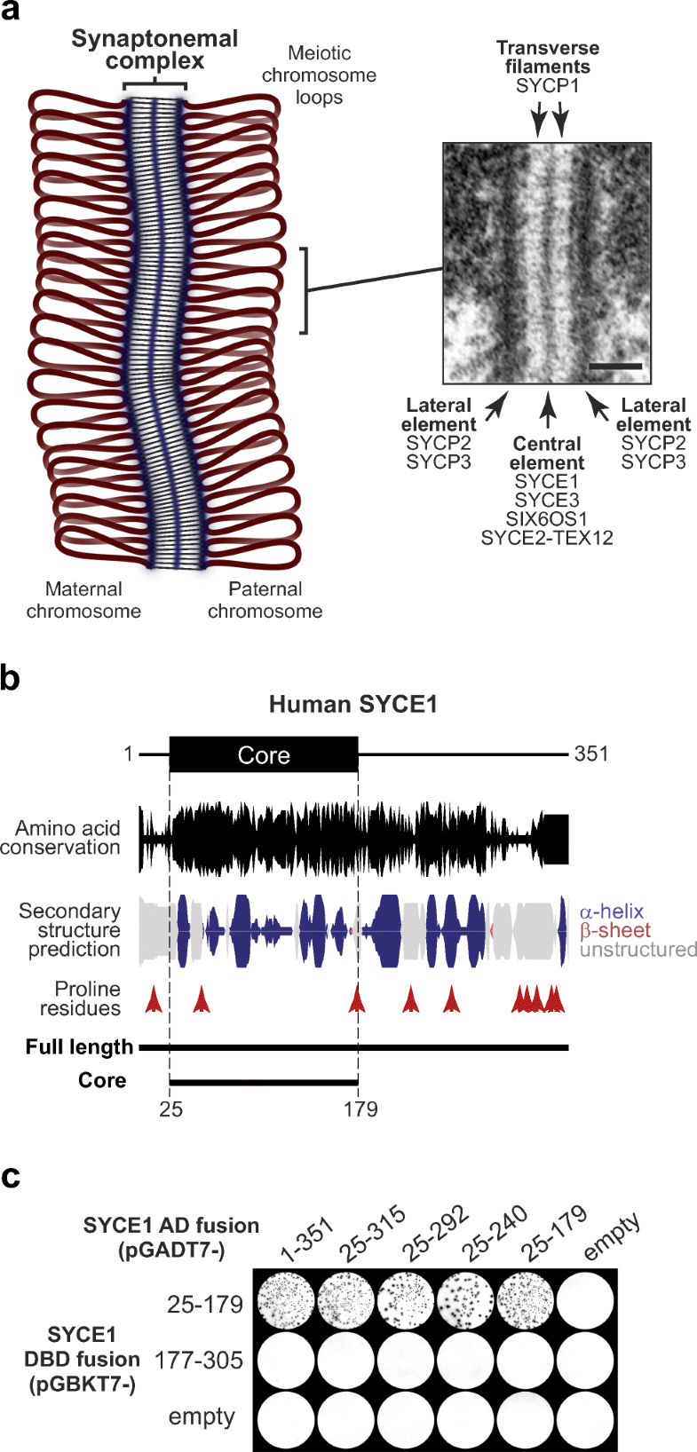 Molecular structure of human synaptonemal complex protein SYCE1 ...