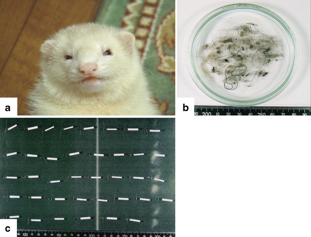 Forensic hair analysis to identify animal species on a case of pet ...