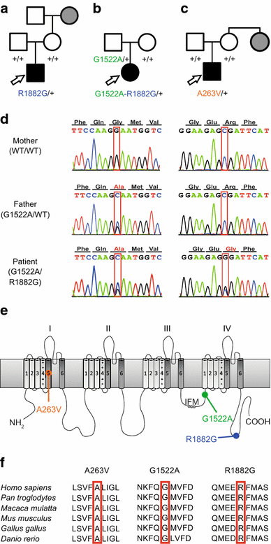 Mutations in the sodium channel gene SCN2A cause neonatal epilepsy with ...