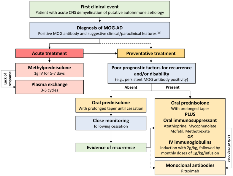 Neurological update: MOG antibody disease | SpringerLink