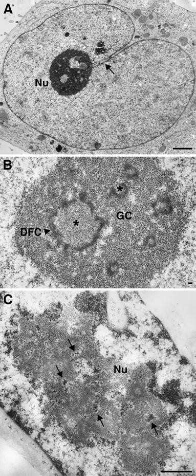 The nucleolus: a model for the organization of nuclear functions ...