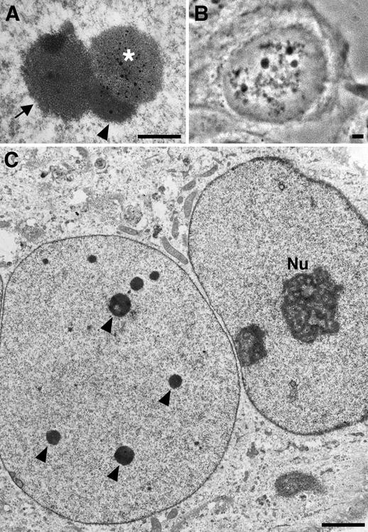 The nucleolus: a model for the organization of nuclear functions ...
