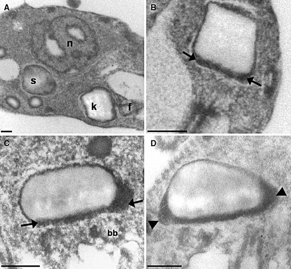 The kinetoplast ultrastructural organization of endosymbiont-bearing ...