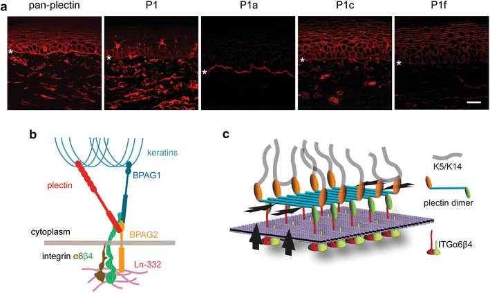 Plectin–intermediate filament partnership in skin, skeletal muscle, and ...