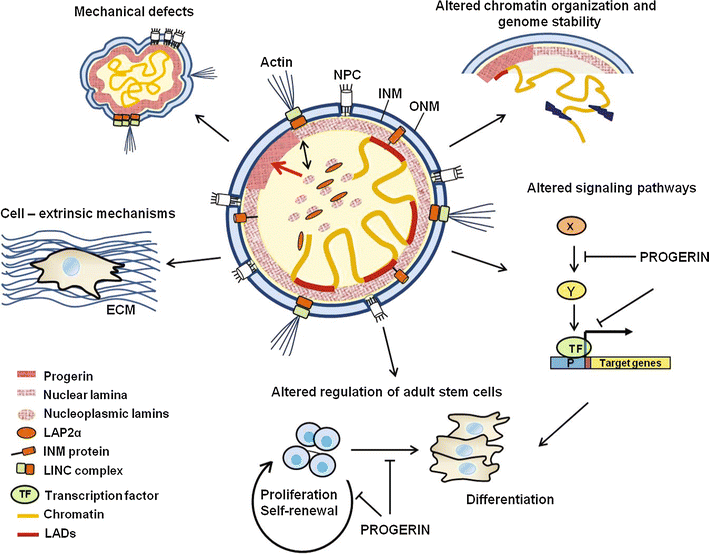 Molecular insights into the premature aging disease progeria | SpringerLink