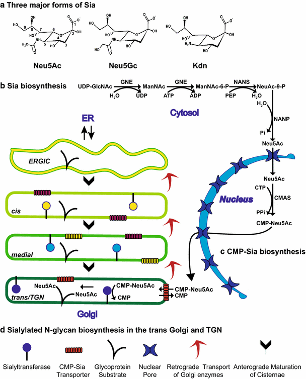 Sialylation of N-glycans: mechanism, cellular compartmentalization and ...