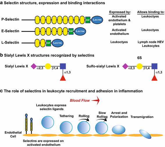 Sialylation of N-glycans: mechanism, cellular compartmentalization and ...
