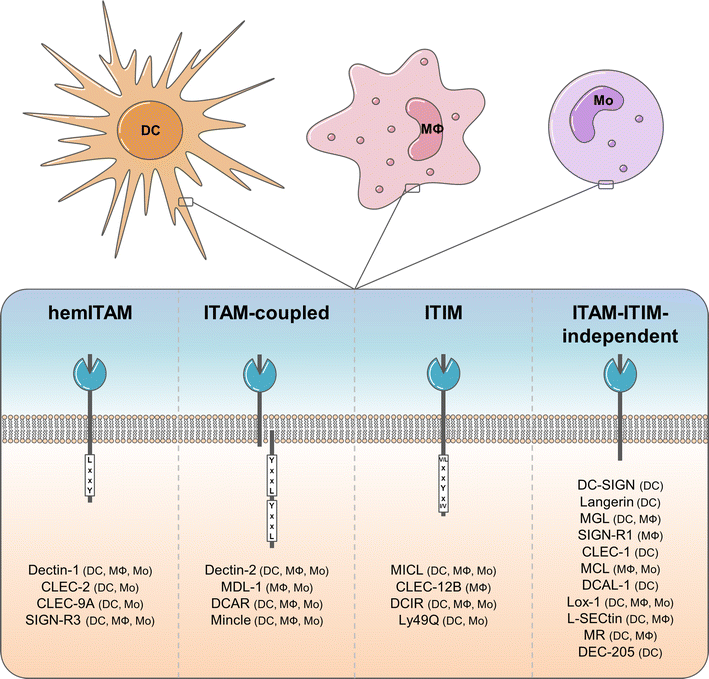 C-type lectins: their network and roles in pathogen recognition and ...