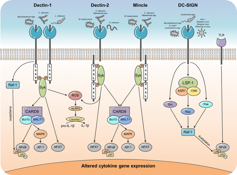 C-type lectins: their network and roles in pathogen recognition and ...