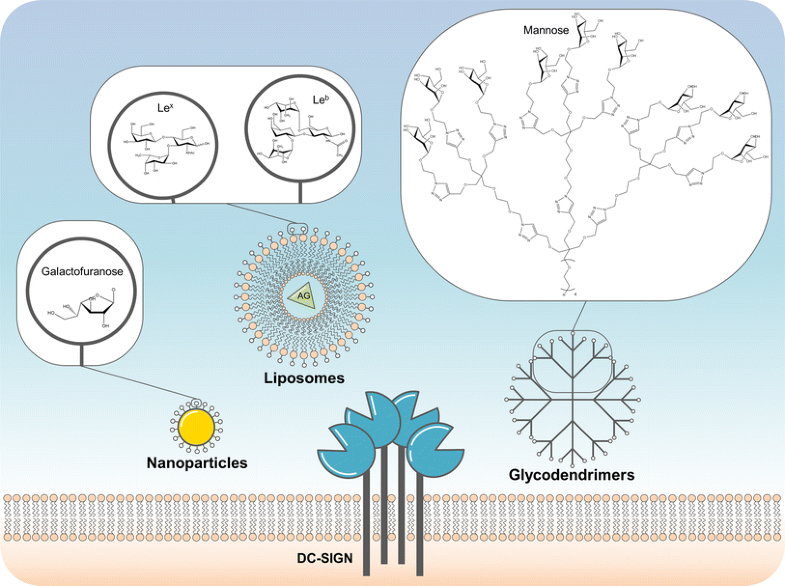 C-type lectins: their network and roles in pathogen recognition and ...