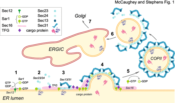 COPII-dependent ER export in animal cells: adaptation and control for ...