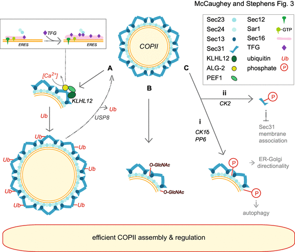 COPII-dependent ER export in animal cells: adaptation and control for ...