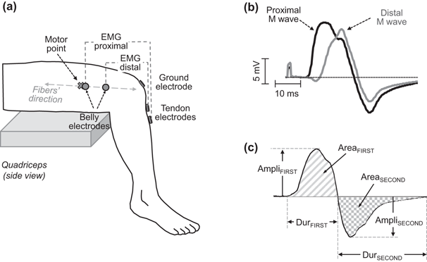 Different recoveries of the first and second phases of the M-wave after ...