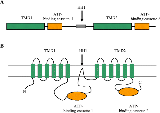 The ABCA subfamily—gene and protein structures, functions and ...