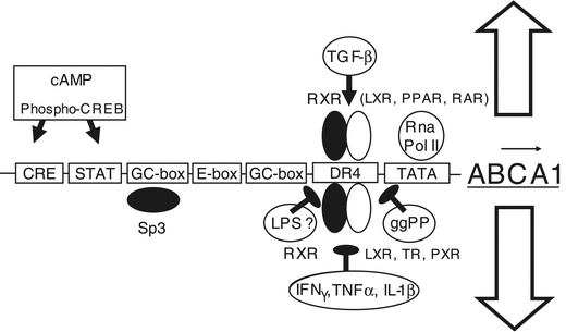 ABCA1, from pathology to membrane function | SpringerLink
