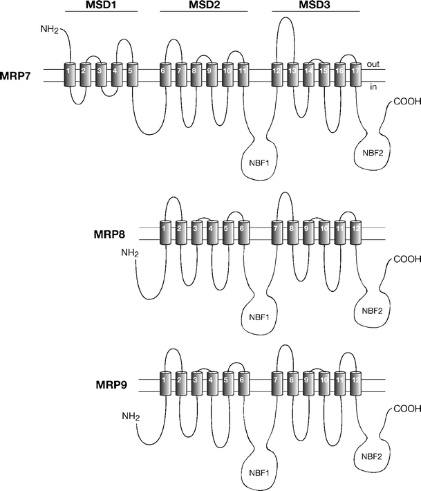 ABCC10, ABCC11, and ABCC12 | SpringerLink